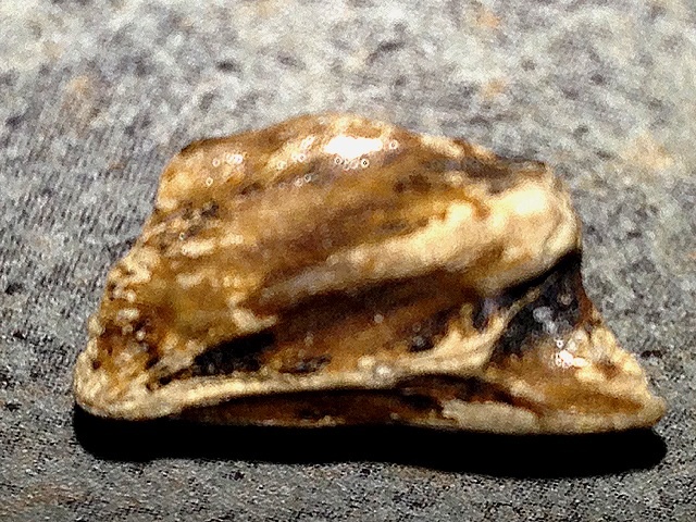Bone Fragment Marine Life? - Fossil ID - The Fossil Forum