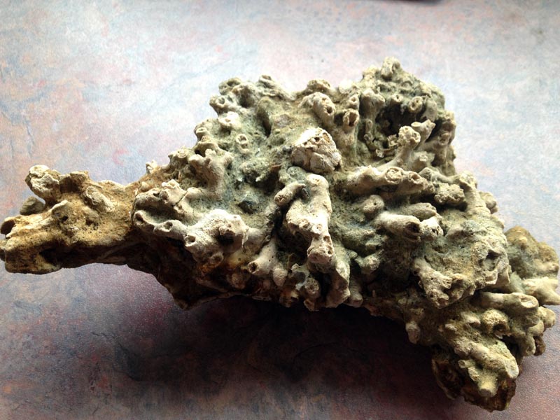 What Are These Multiple Fossil Clusters Called? - Fossil ID - The ...