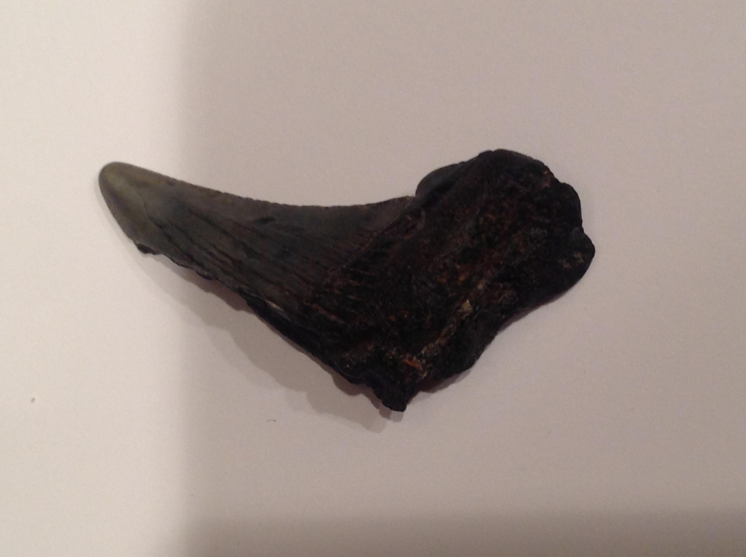 Stone That Looks Like A Tooth? - Fossil ID - The Fossil Forum