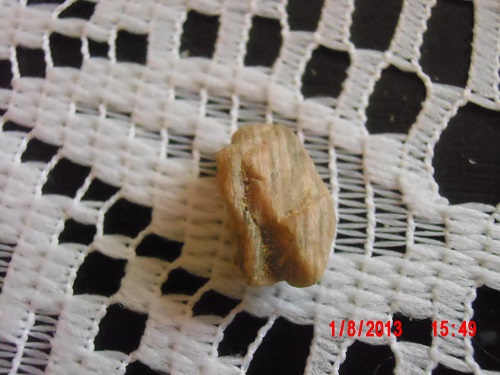 Fossil Wood? And Shell - Fossil ID - The Fossil Forum