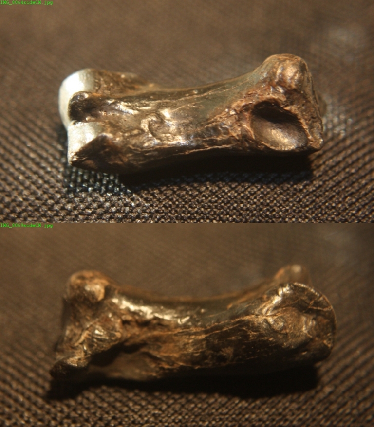 What Is That Notch? - Fossil ID - The Fossil Forum