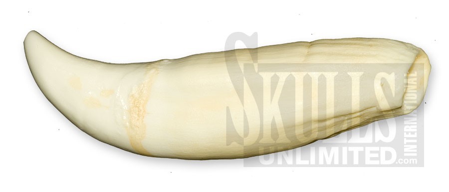 Whale Tooth? - Fossil ID - The Fossil Forum