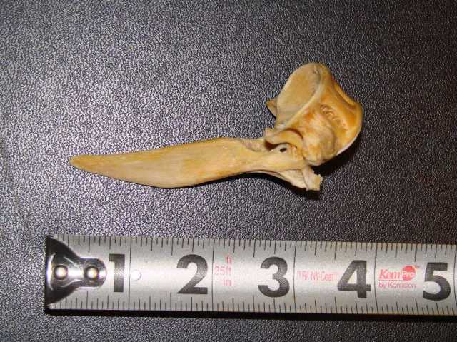 Id For Tooth/claw Found On New Zealand Beach - Fossil ID - The Fossil Forum