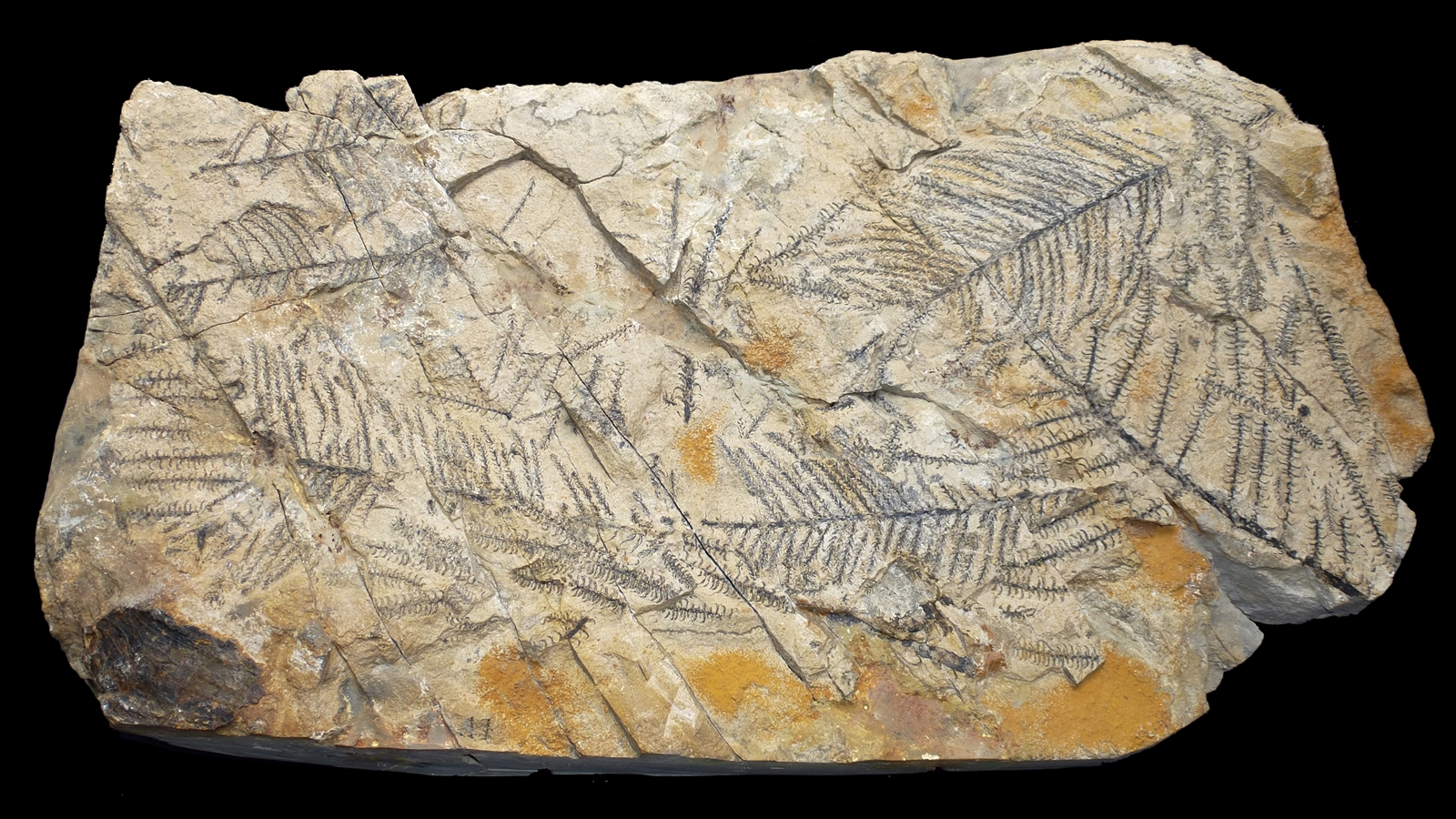 Permian Conifer - Member Collections - The Fossil Forum