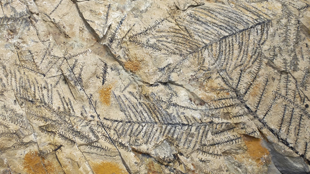 Permian Conifer - Member Collections - The Fossil Forum