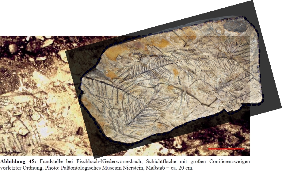 Permian Conifer - Member Collections - The Fossil Forum