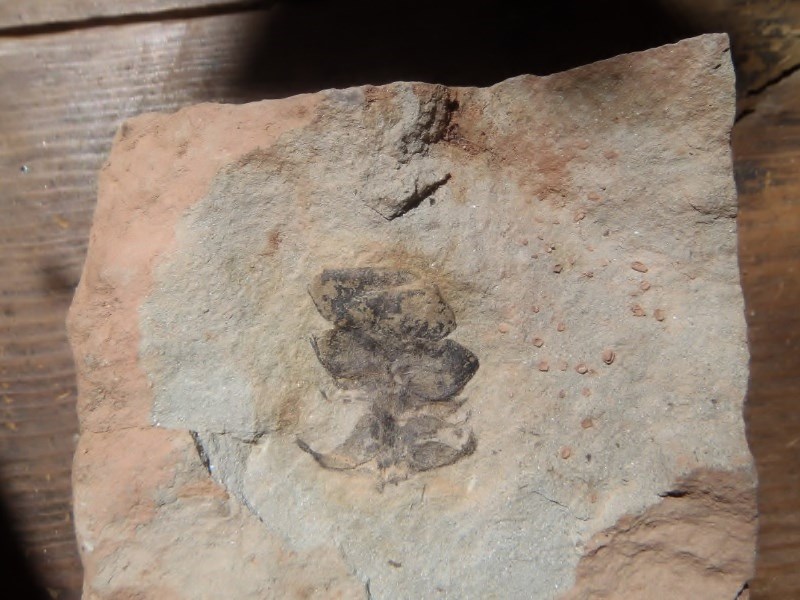 Triassic Plant Or Fish Scales? - Fossil ID - The Fossil Forum