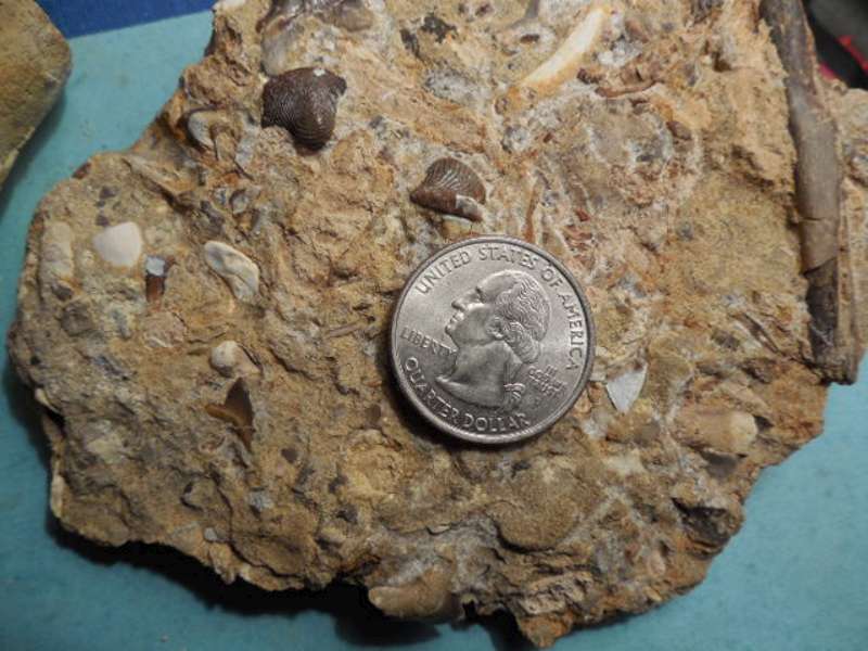 Are We Running Out Of Quality Fossils? - Page 2 - Questions & Answers ...