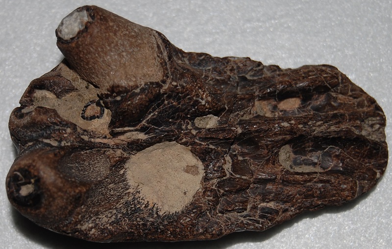 Let's See Your Fossils With Bite/predation Marks - Member Collections ...