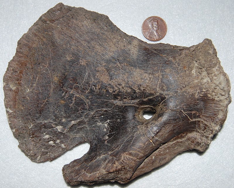Let's See Your Fossils With Bite/predation Marks - Member Collections ...