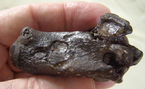 Let's See Your Fossils With Bite/predation Marks - Member Collections ...