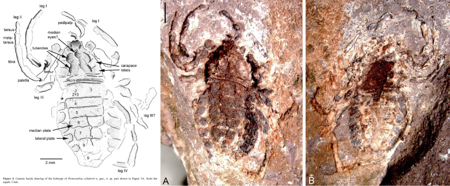 Youngest Trigonotarbid Discovery - Fossil News - The Fossil Forum