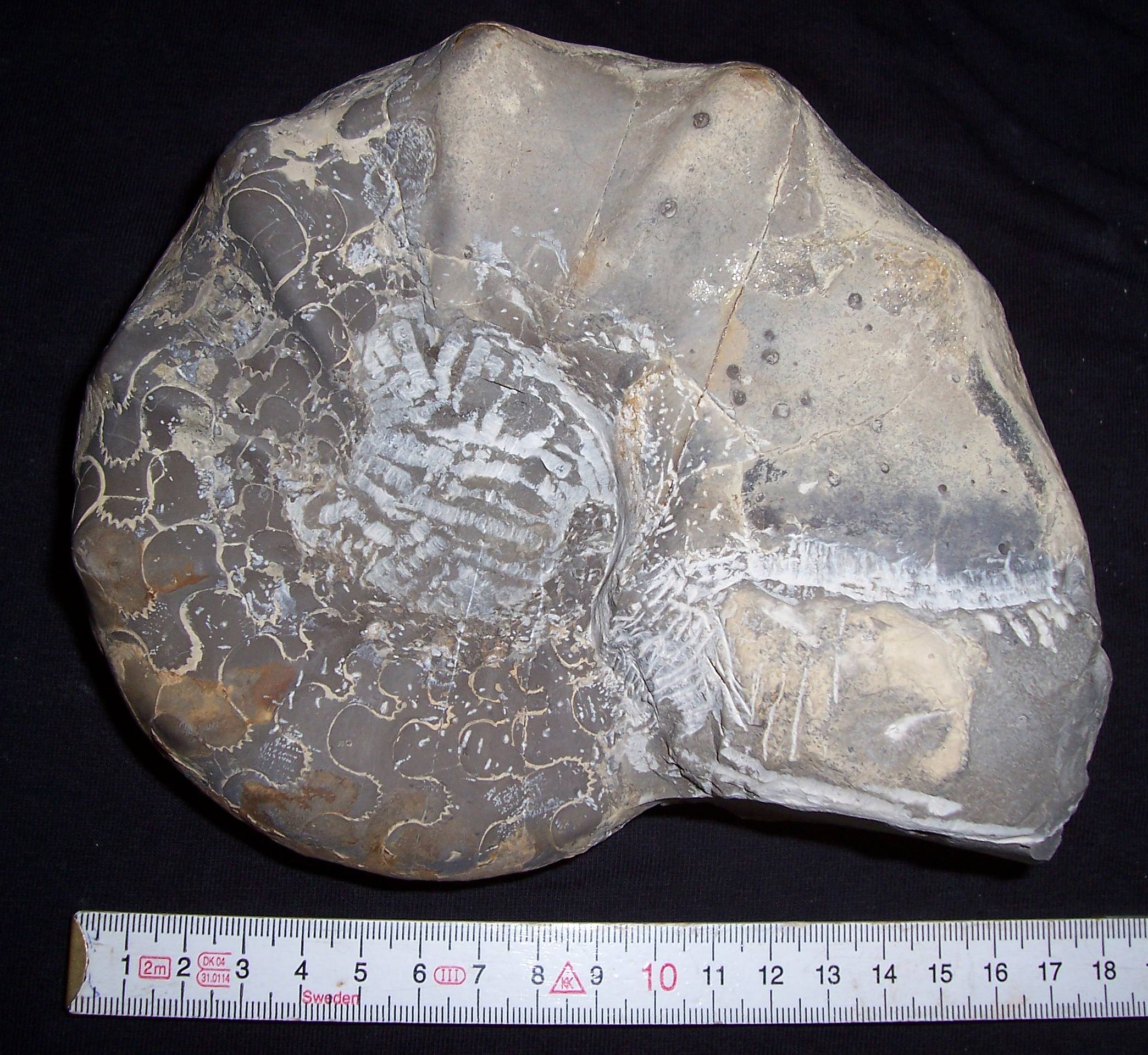 Triassic Ceratites Nodosus Preparation - Fossil Preparation - The ...