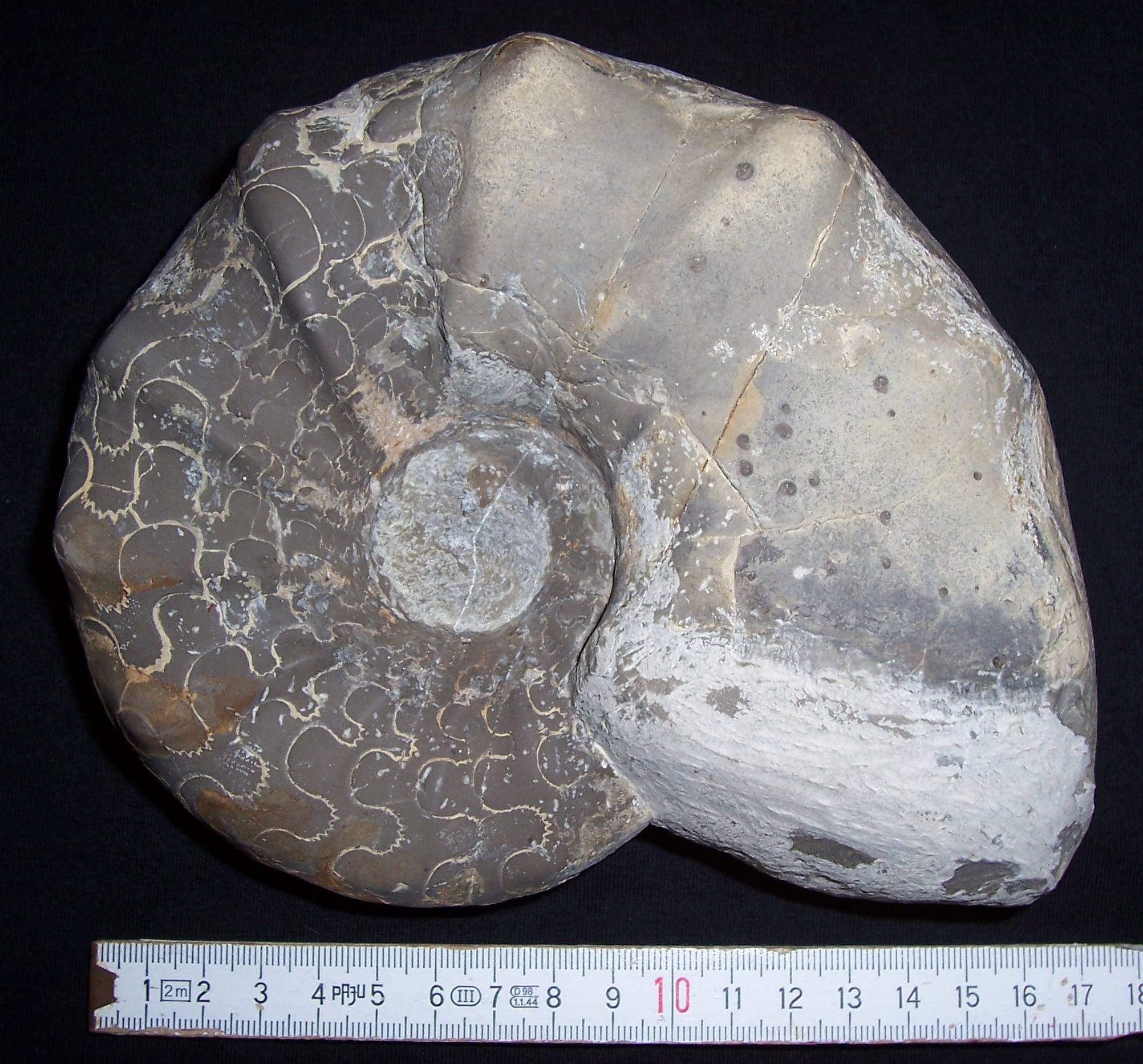 Triassic Ceratites Nodosus Preparation - Fossil Preparation - The ...