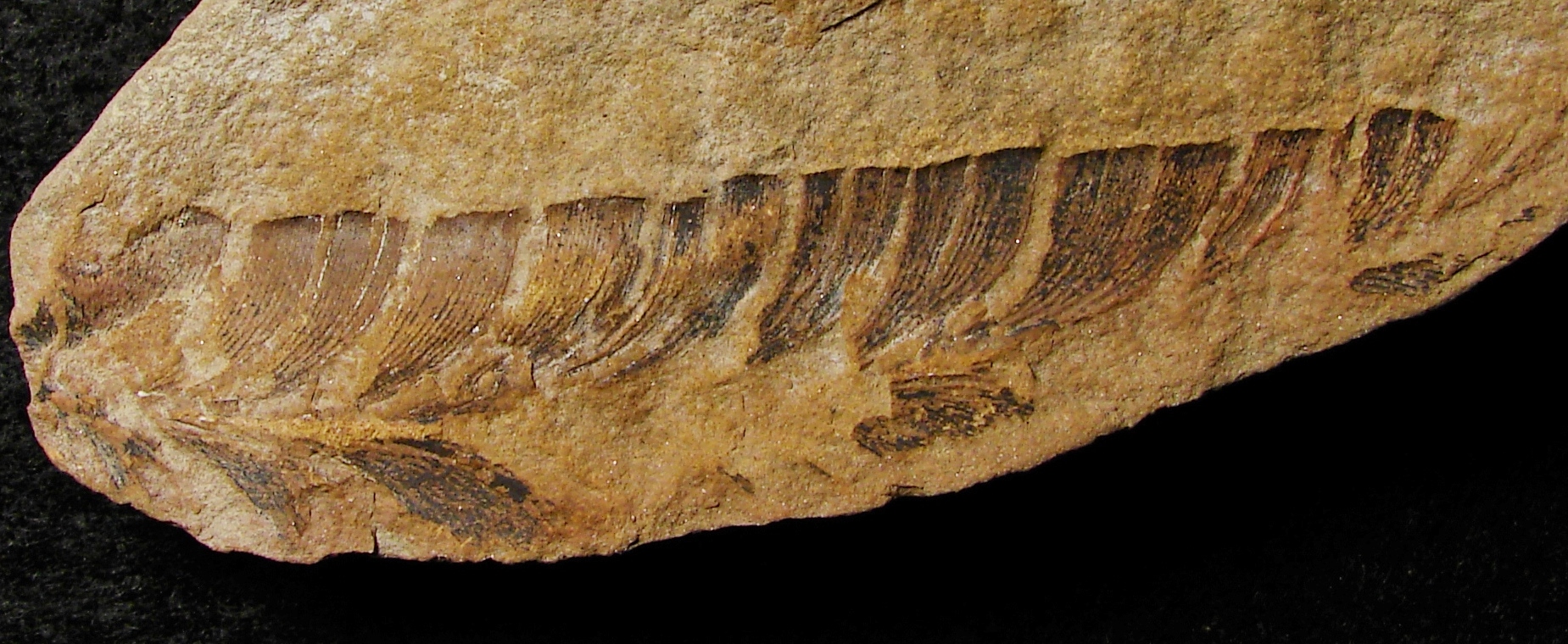 Sphenophyllum (Sp?) - Fossil ID - The Fossil Forum