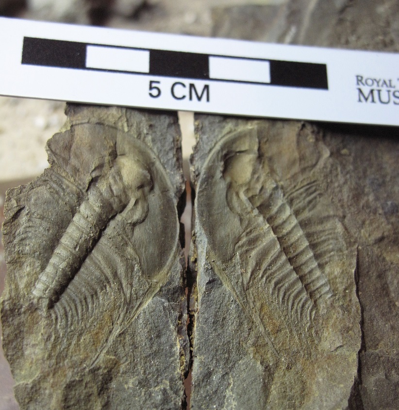 Lets See Your Favorite Cambrian Fossil - General Fossil Discussion ...