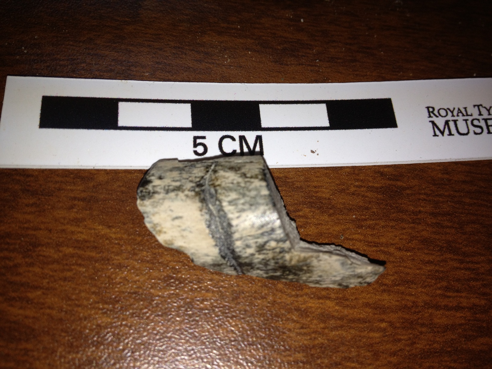 Let's See Your Fossils With Bite/predation Marks - Member Collections ...