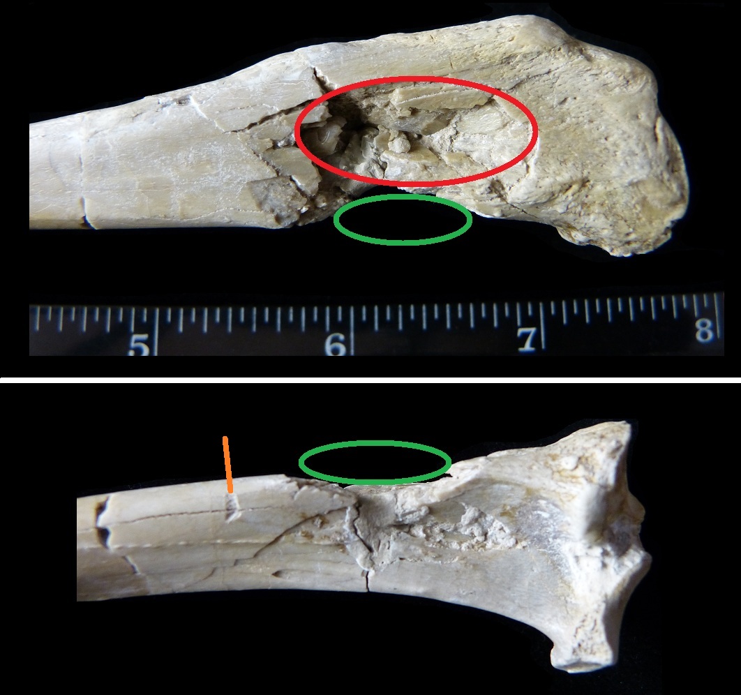 Let's See Your Fossils With Bite/predation Marks - Member Collections ...