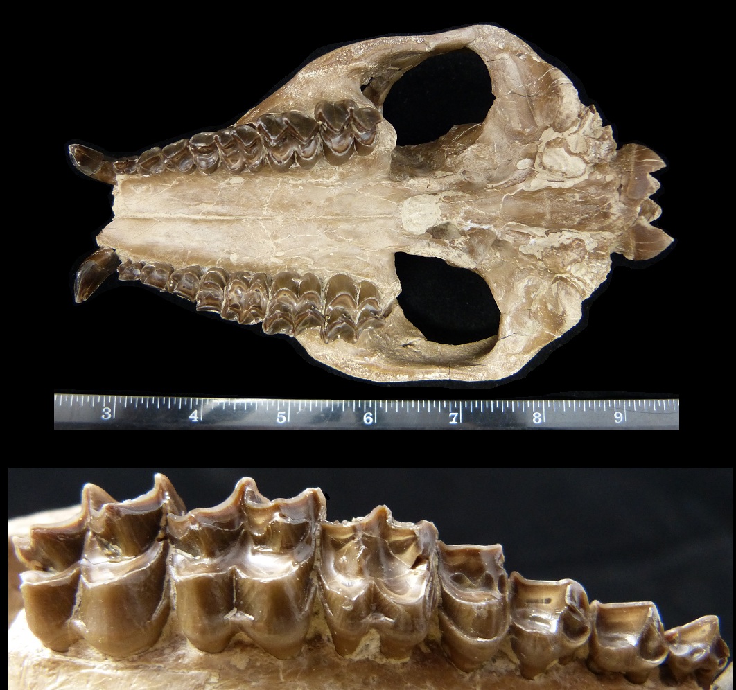 Let's See Your Fossils With Bite/predation Marks - Member Collections ...