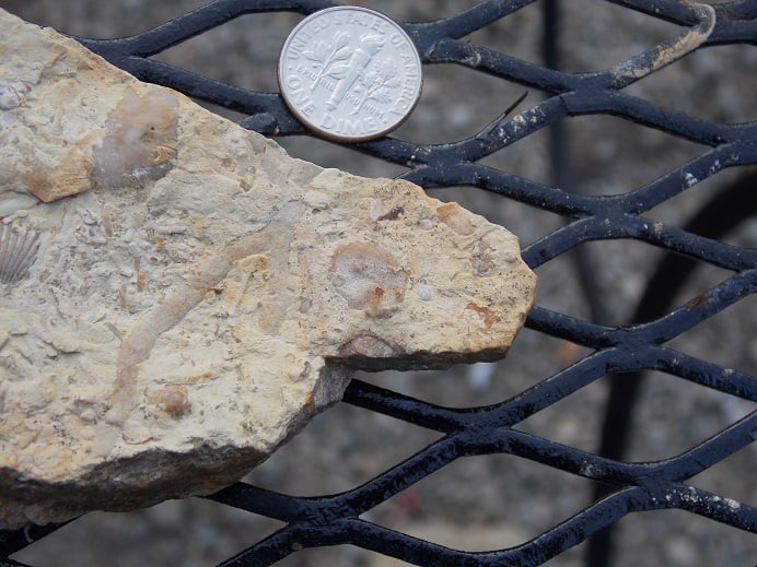 A Beginner's Guide To Fossil Hunting - Fossil Hunting Trips - The ...