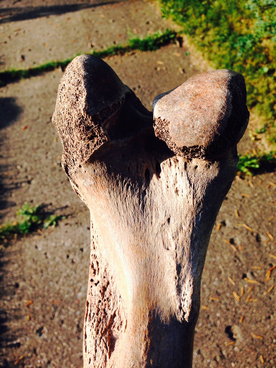 Who's Femur.? - Fossil ID - The Fossil Forum