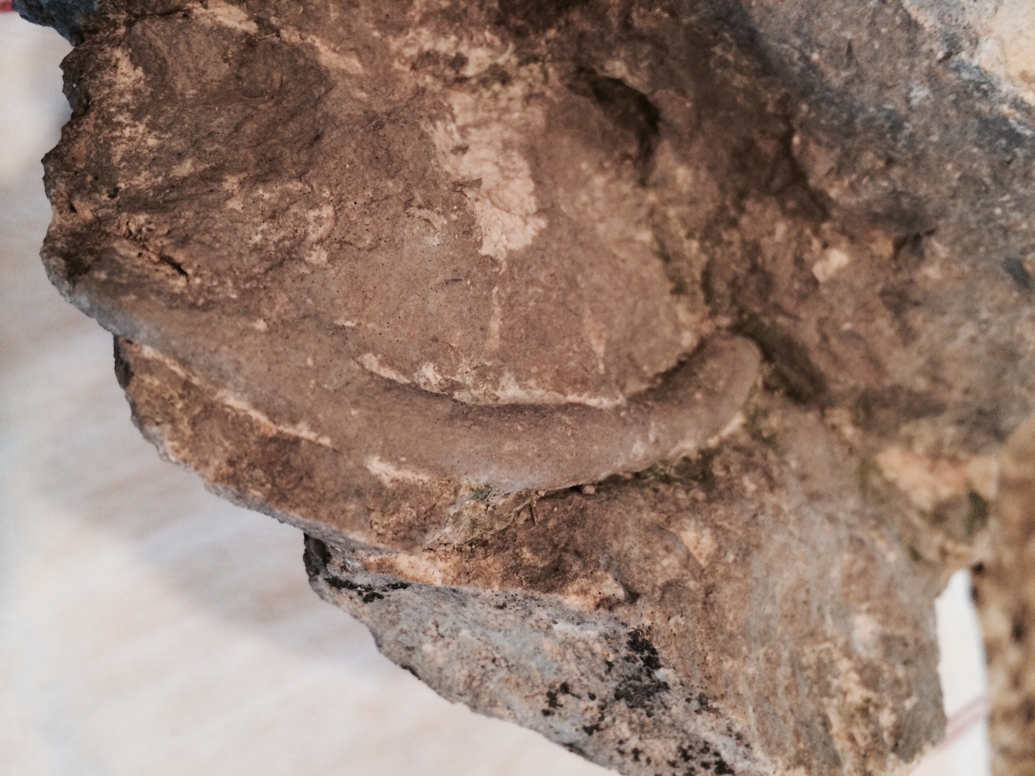 From Comanche Peak - Fossil ID - The Fossil Forum