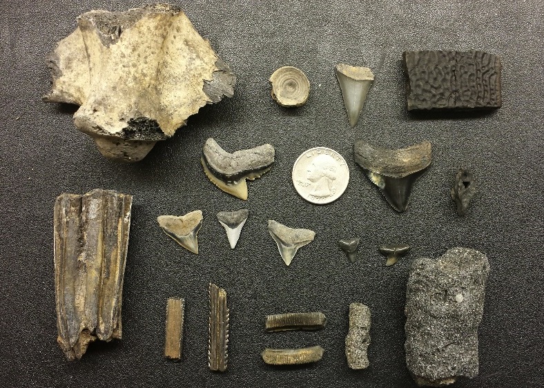 Lizard Osteoderms Possibly? More Bad Photos==Yes! - Fossil ID - The ...