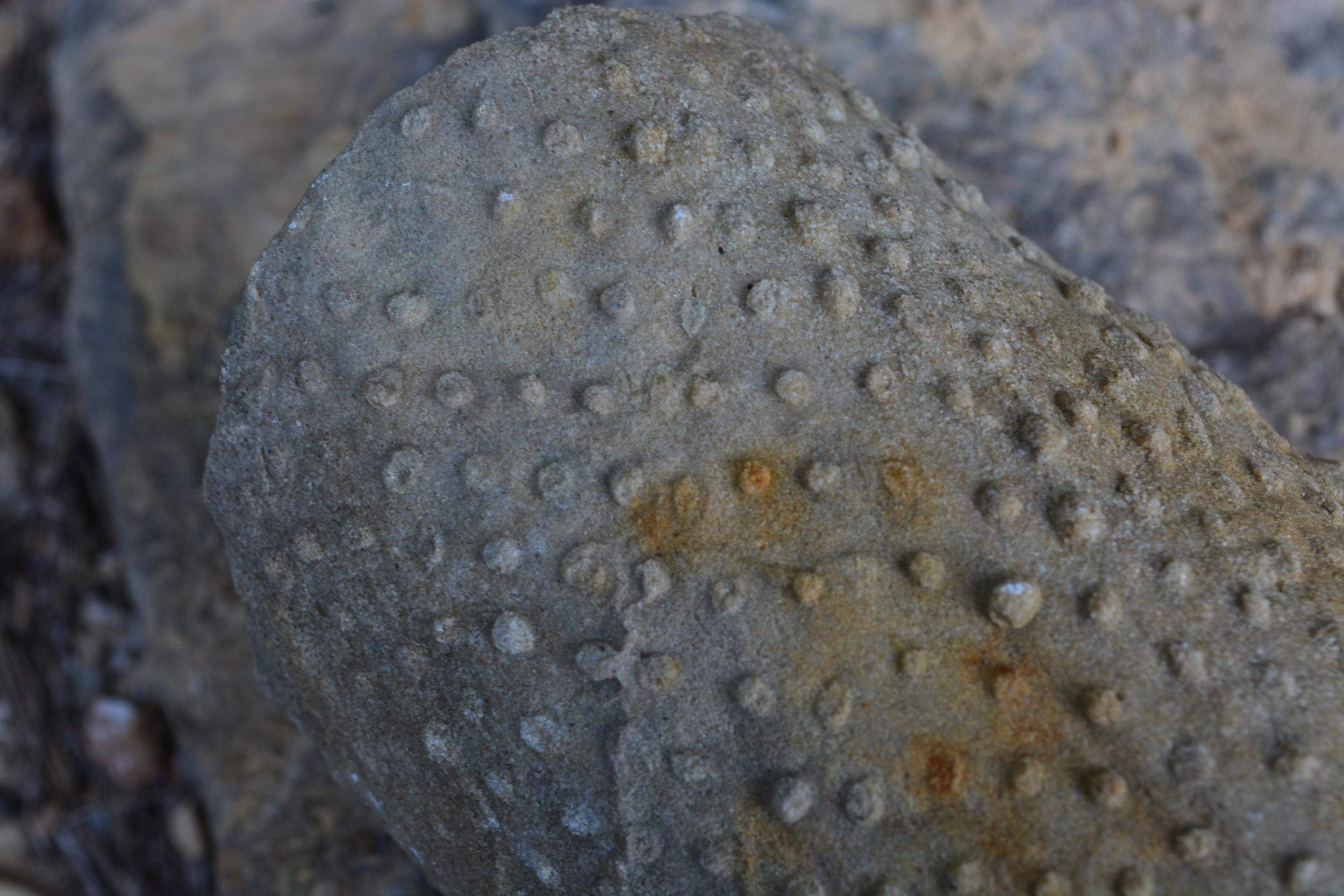 Lumpy Cephalopod. What Are The Bumps? - Fossil ID - The Fossil Forum
