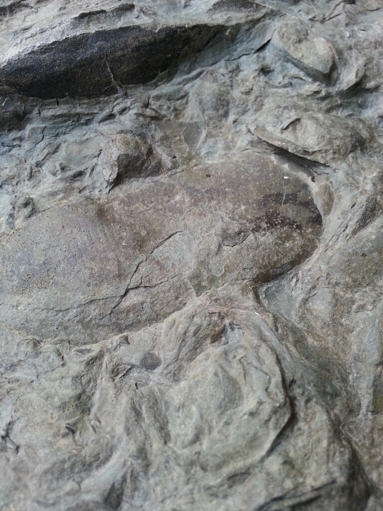 August 2014 Finds Of The Month - Fossil of the Month - The Fossil Forum