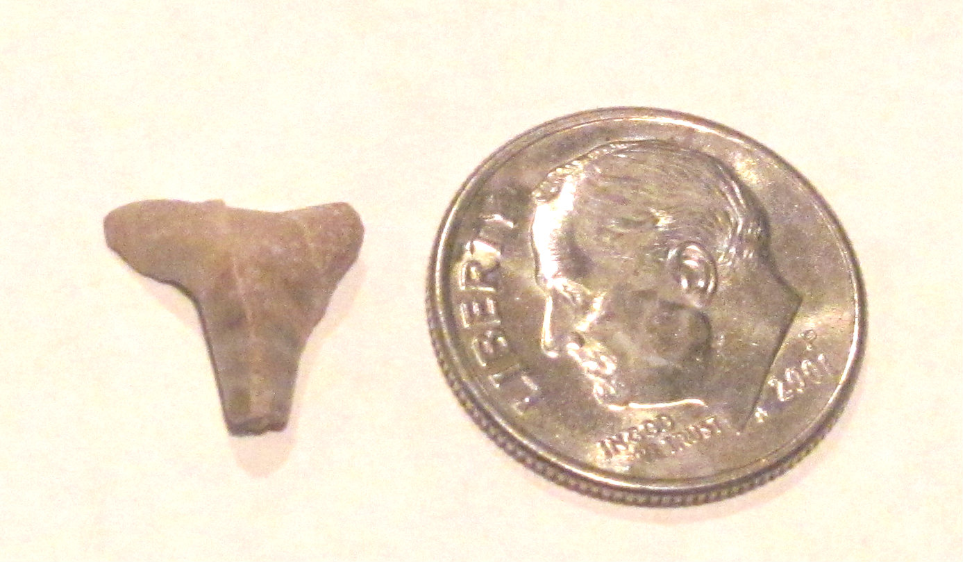 Ancient Tooth, Shark? - Fossil ID - The Fossil Forum