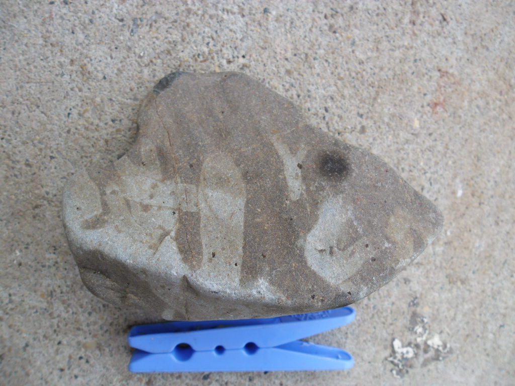 Plant Fossils? - Fossil ID - The Fossil Forum