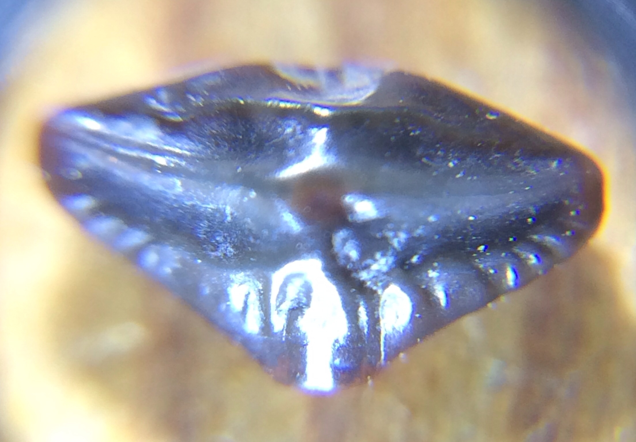 New Tooth - Fossil ID - The Fossil Forum
