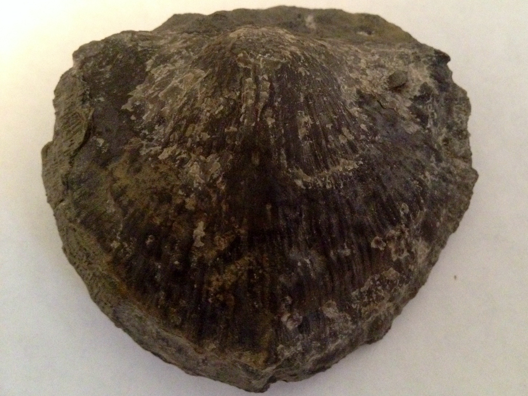 2 Devonian Finds - Fossil ID - The Fossil Forum