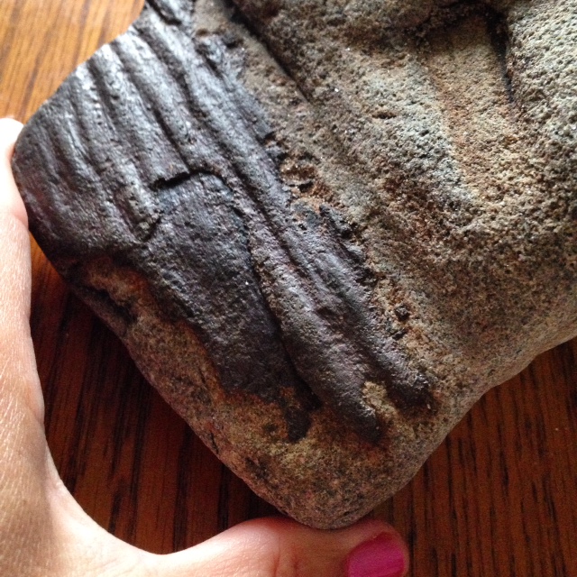 Possible Tree Bark Fossil? - Fossil ID - The Fossil Forum