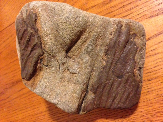 Possible Tree Bark Fossil? - Fossil ID - The Fossil Forum