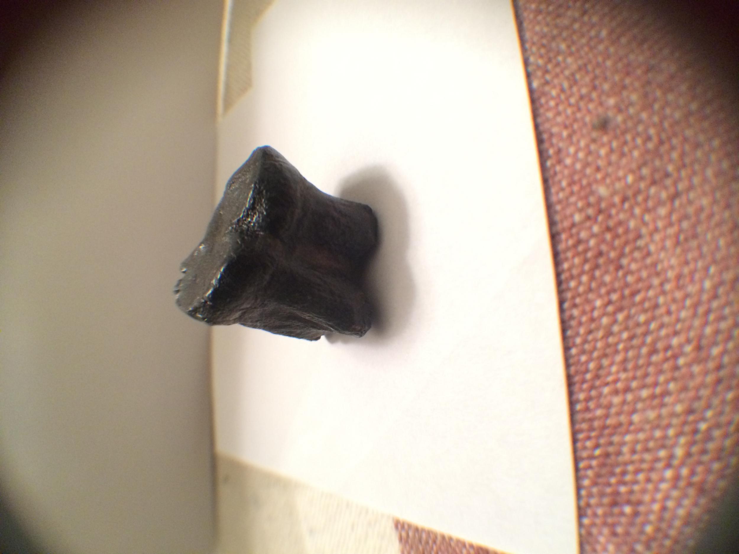 Mammal Tooth Of Some Sort? - Fossil ID - The Fossil Forum