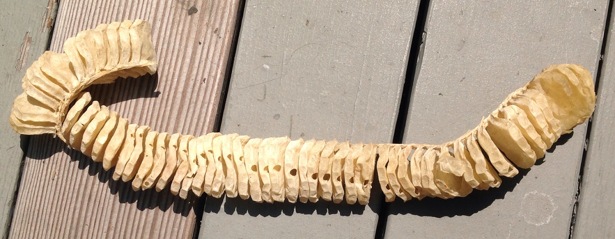 What Is This? Animal Intervertebral? - Fossil ID - The Fossil Forum