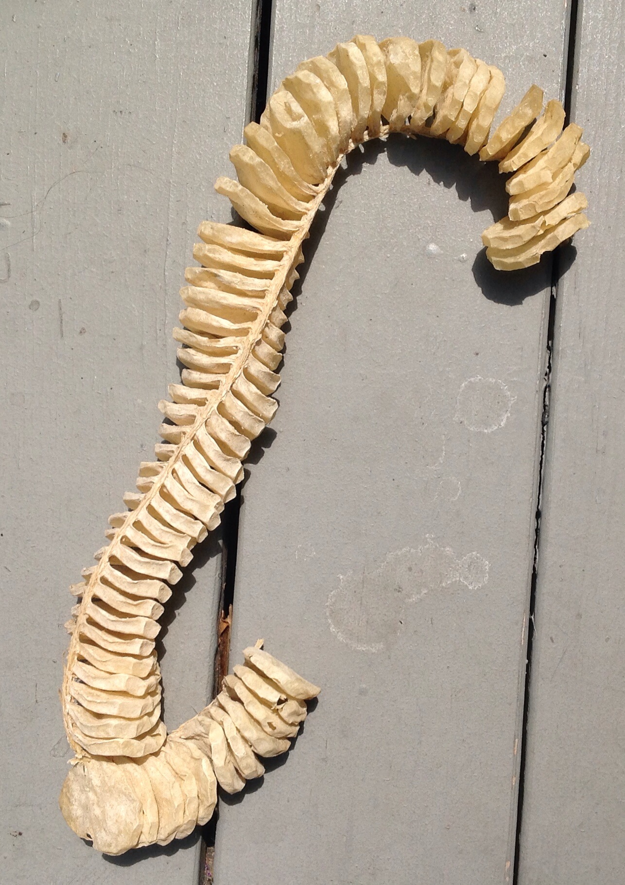 What Is This? Animal Intervertebral? - Fossil ID - The Fossil Forum