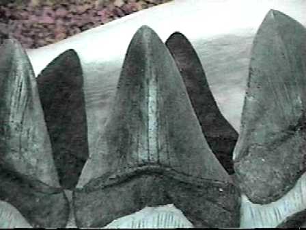 Meg Tooth - General Fossil Discussion - The Fossil Forum