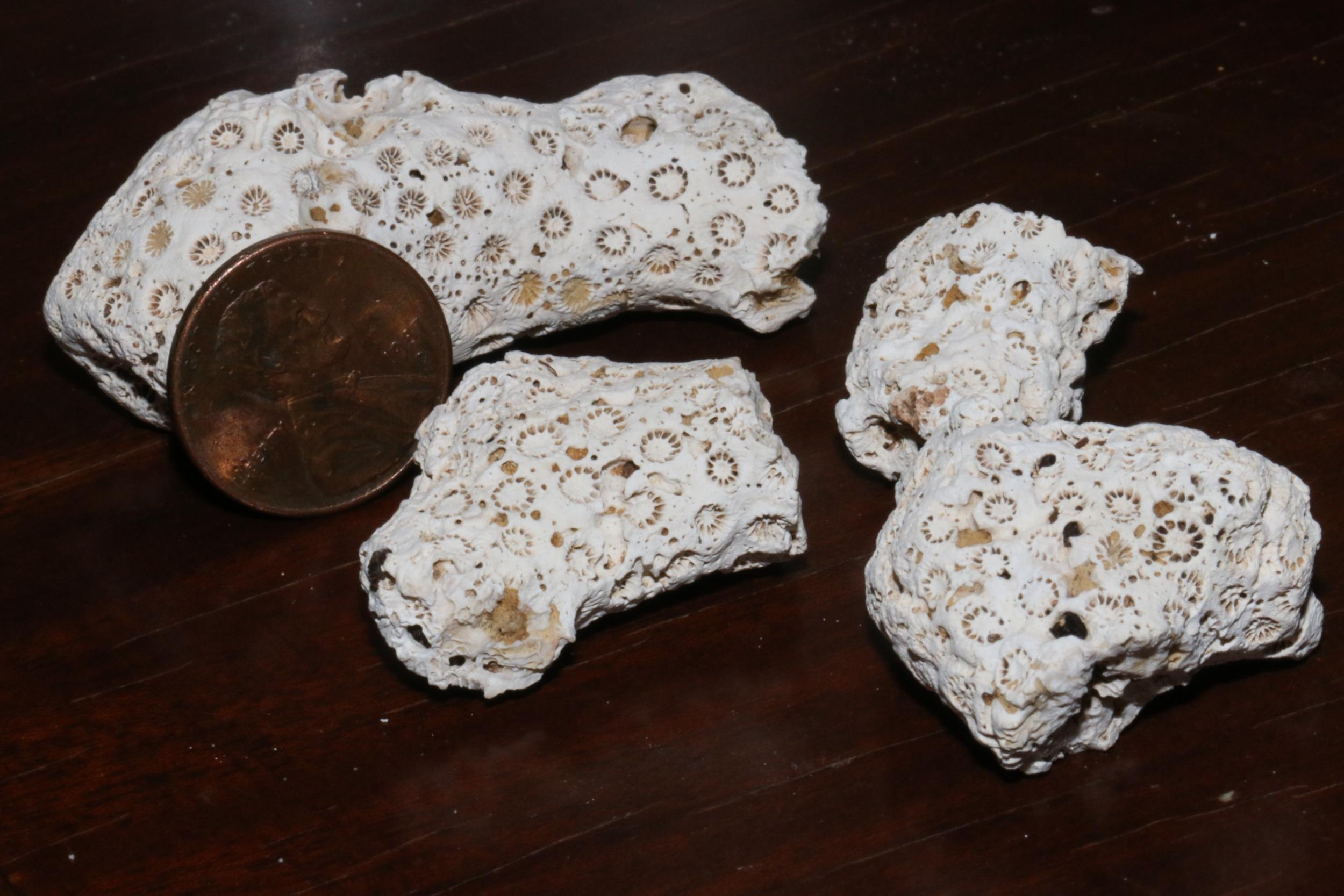 Fossilized Coral - Fossil ID - The Fossil Forum