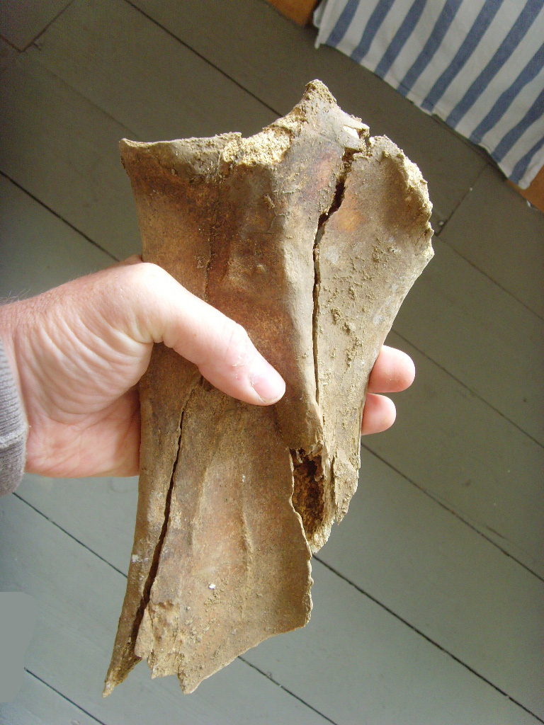 Large Scapula Id Help Please - Fossil ID - The Fossil Forum