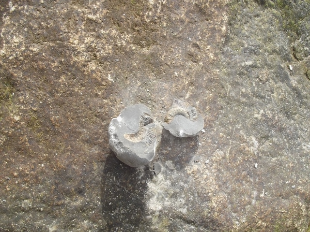 A Day At Whitby - Fossil Hunting Trips - The Fossil Forum