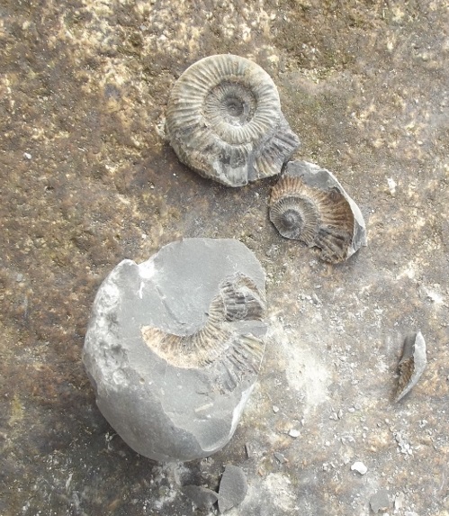 A Day At Whitby - Fossil Hunting Trips - The Fossil Forum