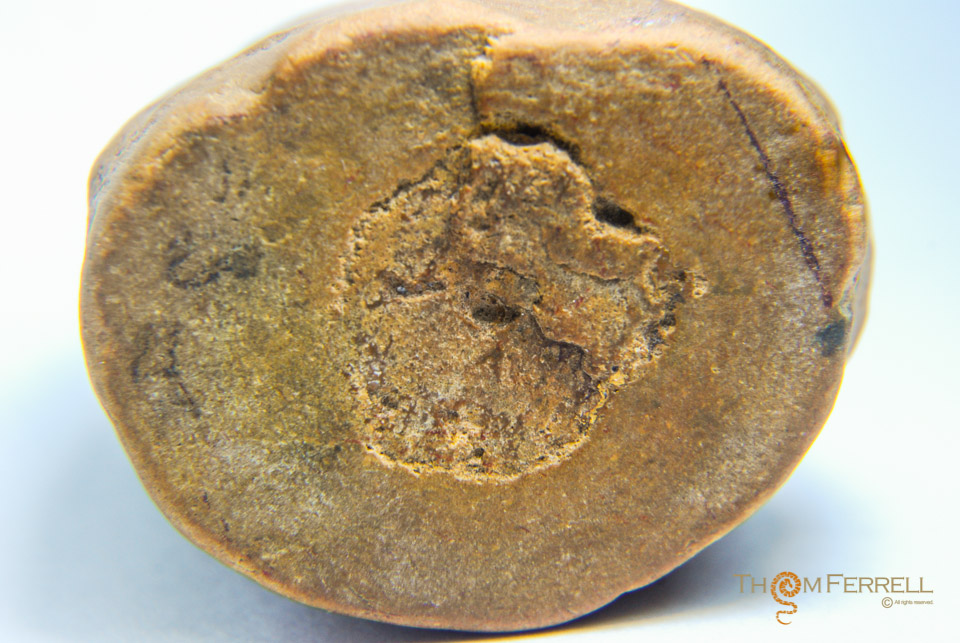 Cylindrical Shaped Fossil Or Other? - Fossil ID - The Fossil Forum