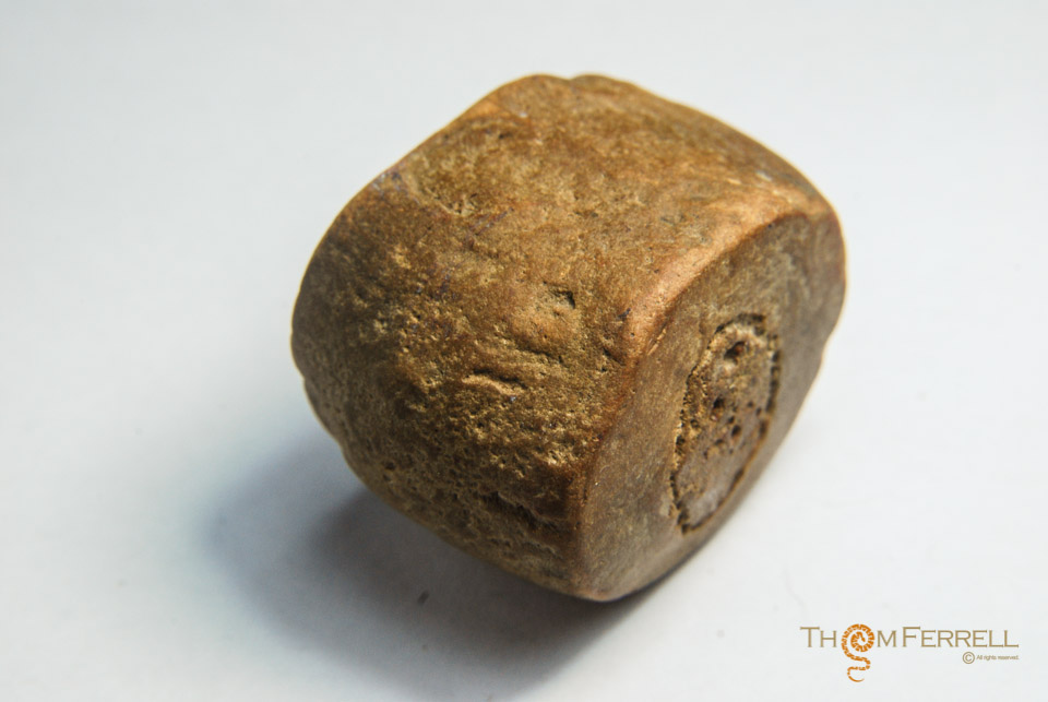 Cylindrical Shaped Fossil Or Other? - Fossil ID - The Fossil Forum