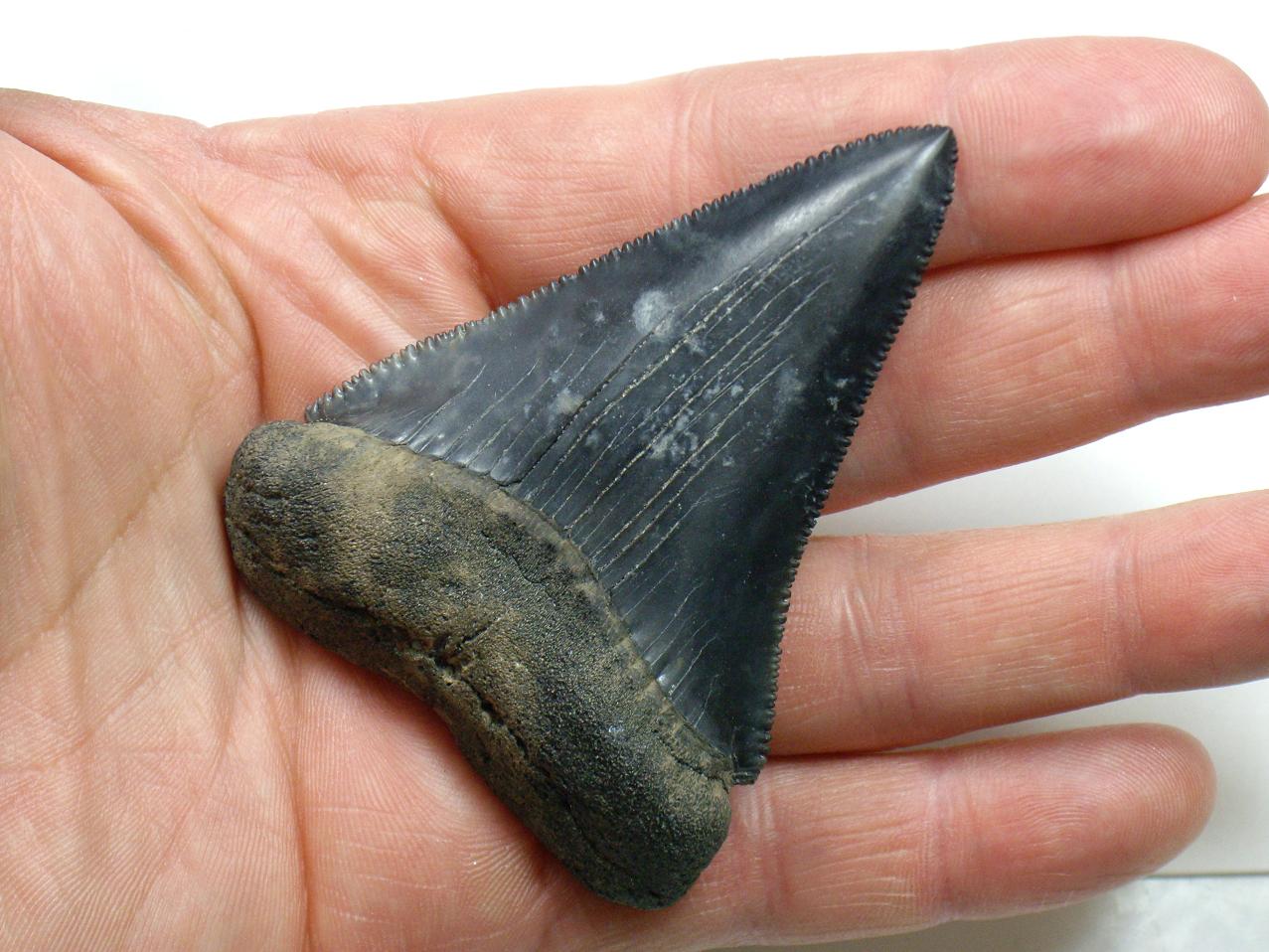 Lets See Your Best And Strangest Finds From Green Mill Run Nc - Fossil ...