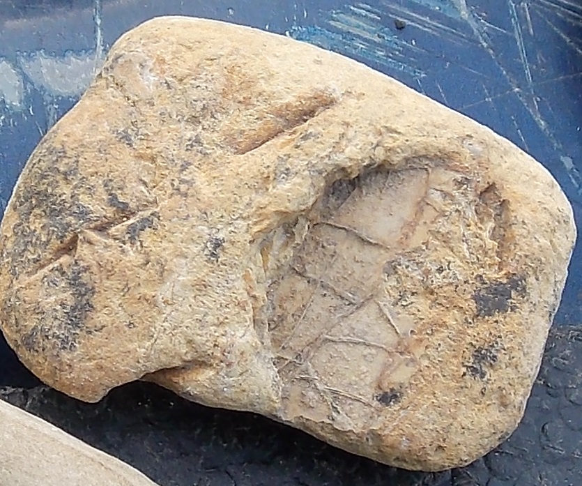 Broken Shell? - Fossil ID - The Fossil Forum