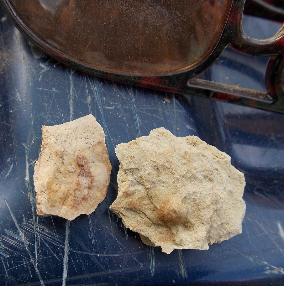 Broken Crinoid? - Fossil ID - The Fossil Forum