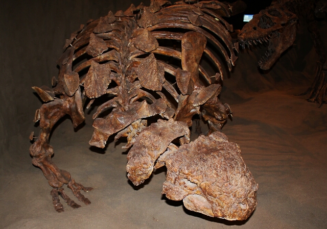 Dinosaur "scute"ing - Member Collections - The Fossil Forum
