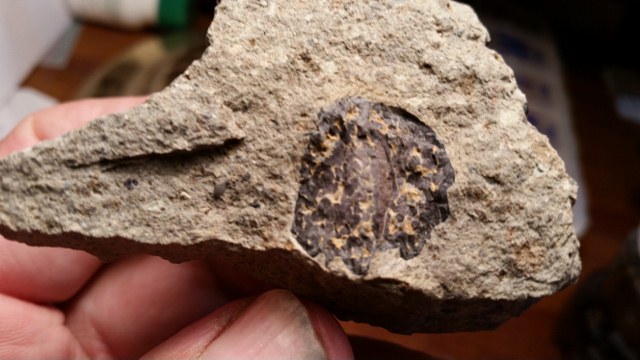 Small Sea Creature. Trilobite? Looks Odd. - Fossil ID - The Fossil Forum